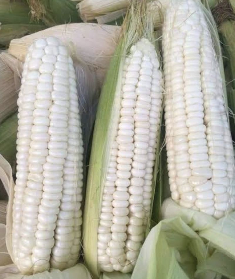 MAIS CONDOR SEEDS WAXY CORN LAGKITAN (Mais Lagkitan) Corn Crop Quality ...