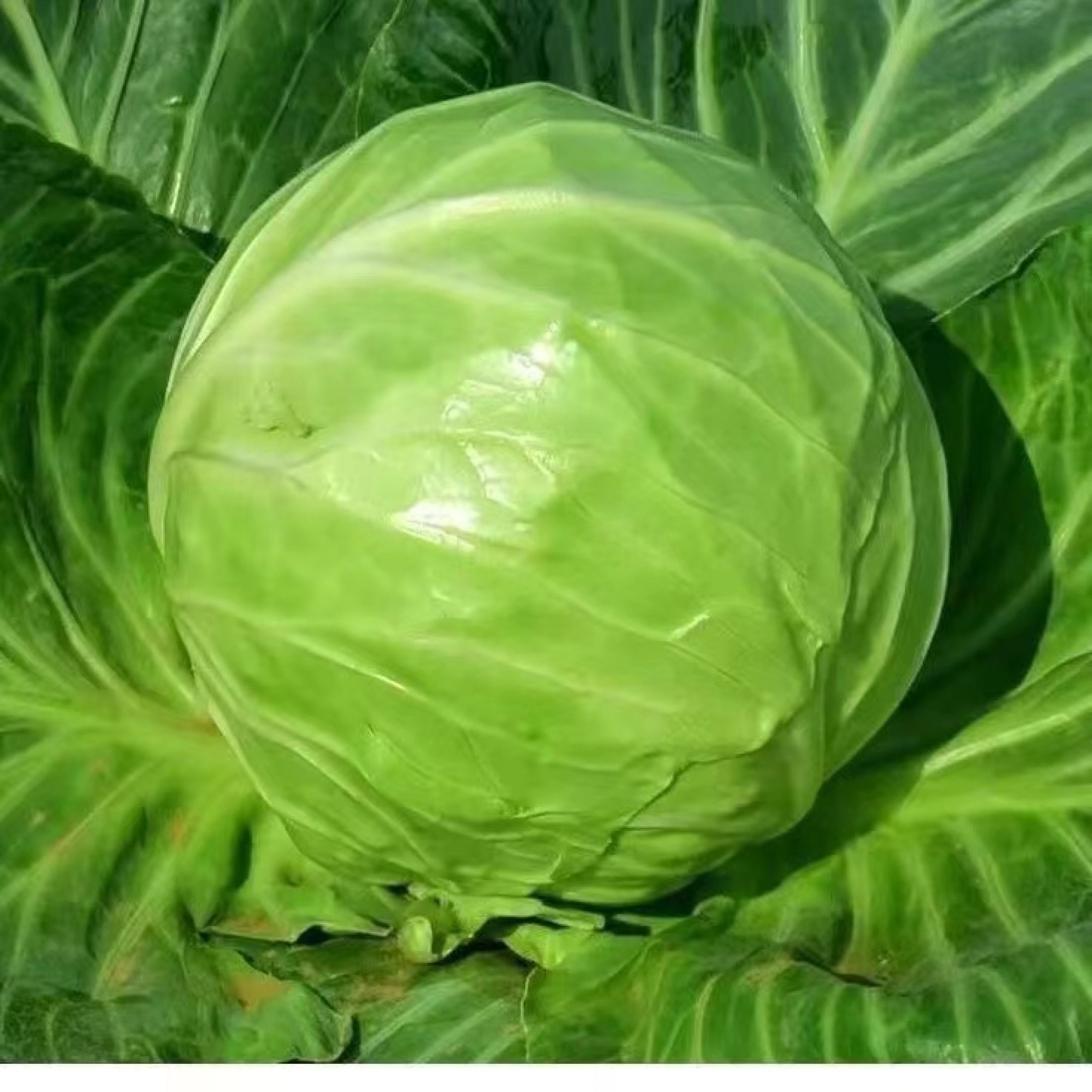 REPOLYO / CABBAGE SEEDS -（100seeds）HYBRID/HIGH YIELD/EASY TO GROW ...