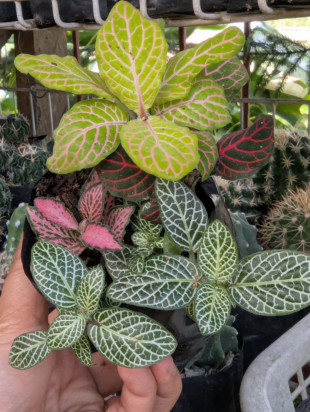 Assorted Fittonia | Small Pots | 3 in 1 | Terrarium Plants | Nerve ...