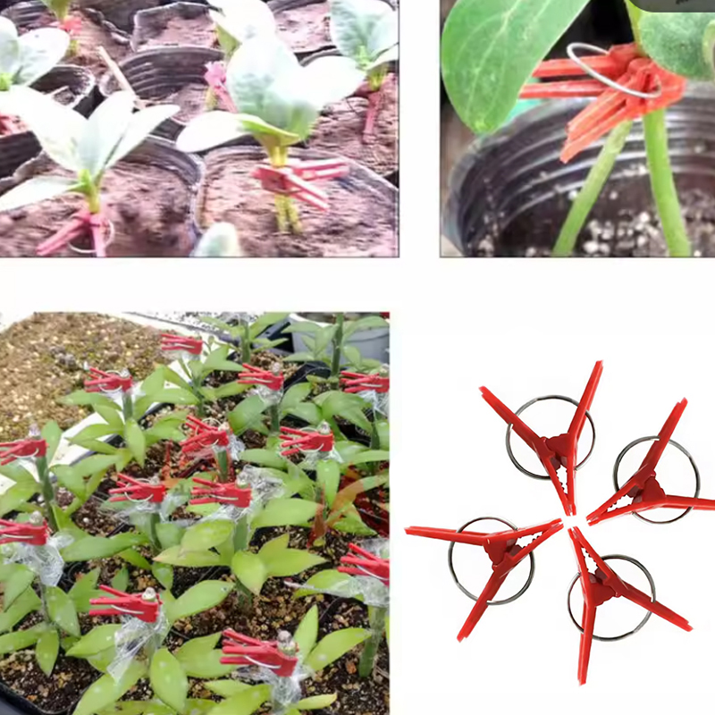 100Pcs Resuable Plant Grafted Clips Flat Mouth Grafting Fixed Clips ...