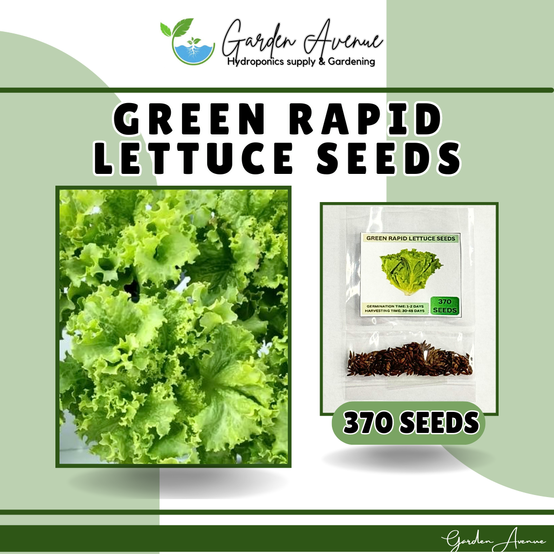 Olmetie RZ Green Batavia Lettuce by RIJK ZWAAN (50, 100 & 200 pelleted ...