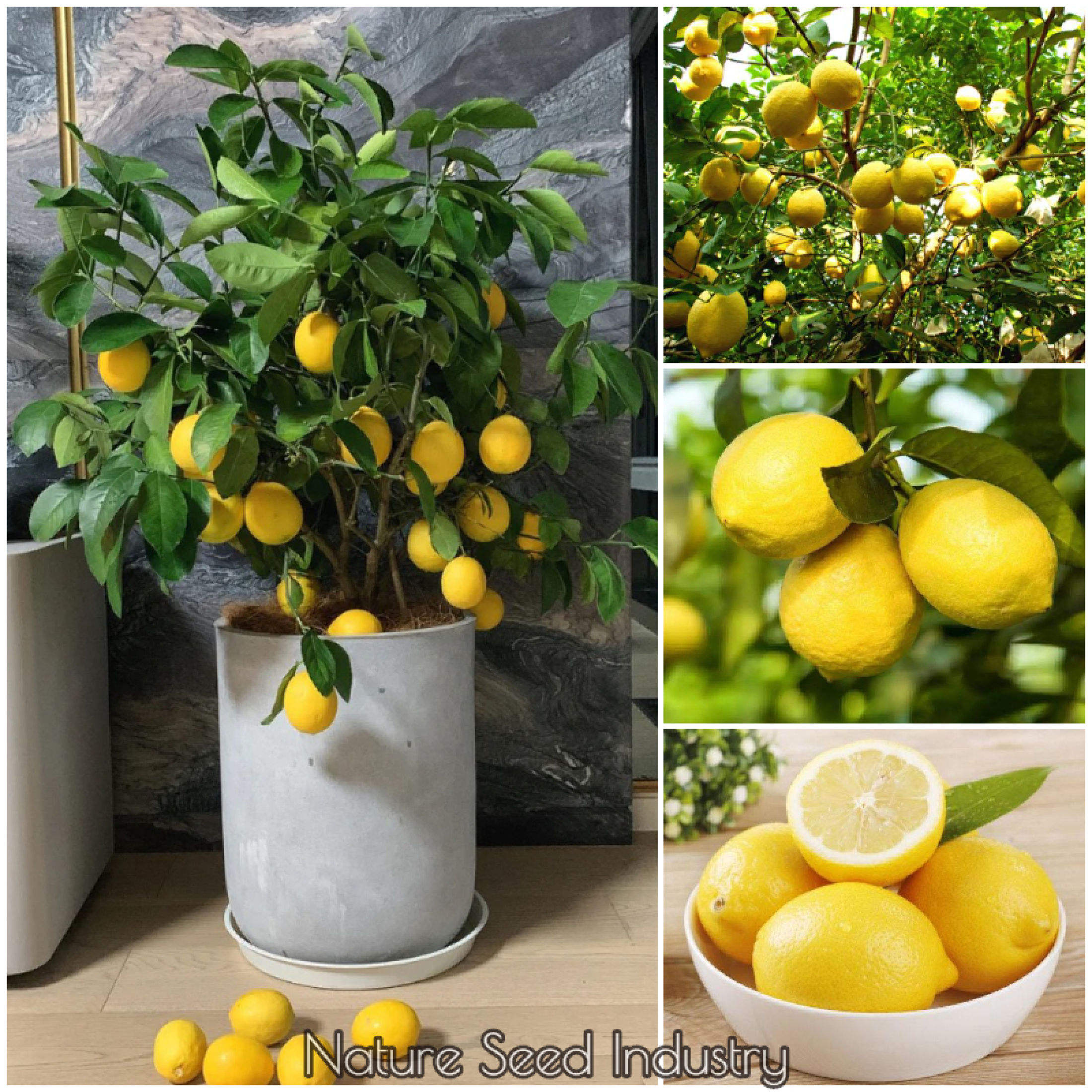 20PCS Bonsai Lemon Seeds for Planting Fruits Plants Dwarf Variety Lemon ...