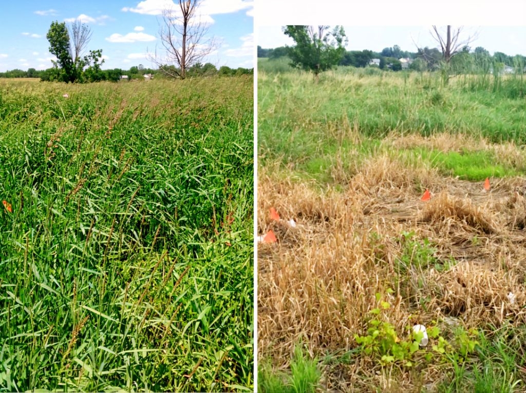 Clear Out Plus (Glyphosate) Herbicide / Systemic Weed Killer with ...