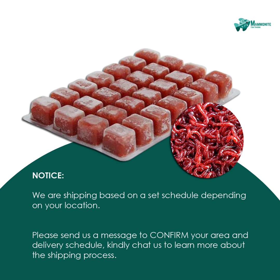 Frozen Bloodworm Cubes (WHOLESALE) fish food pet food | Shopee Philippines