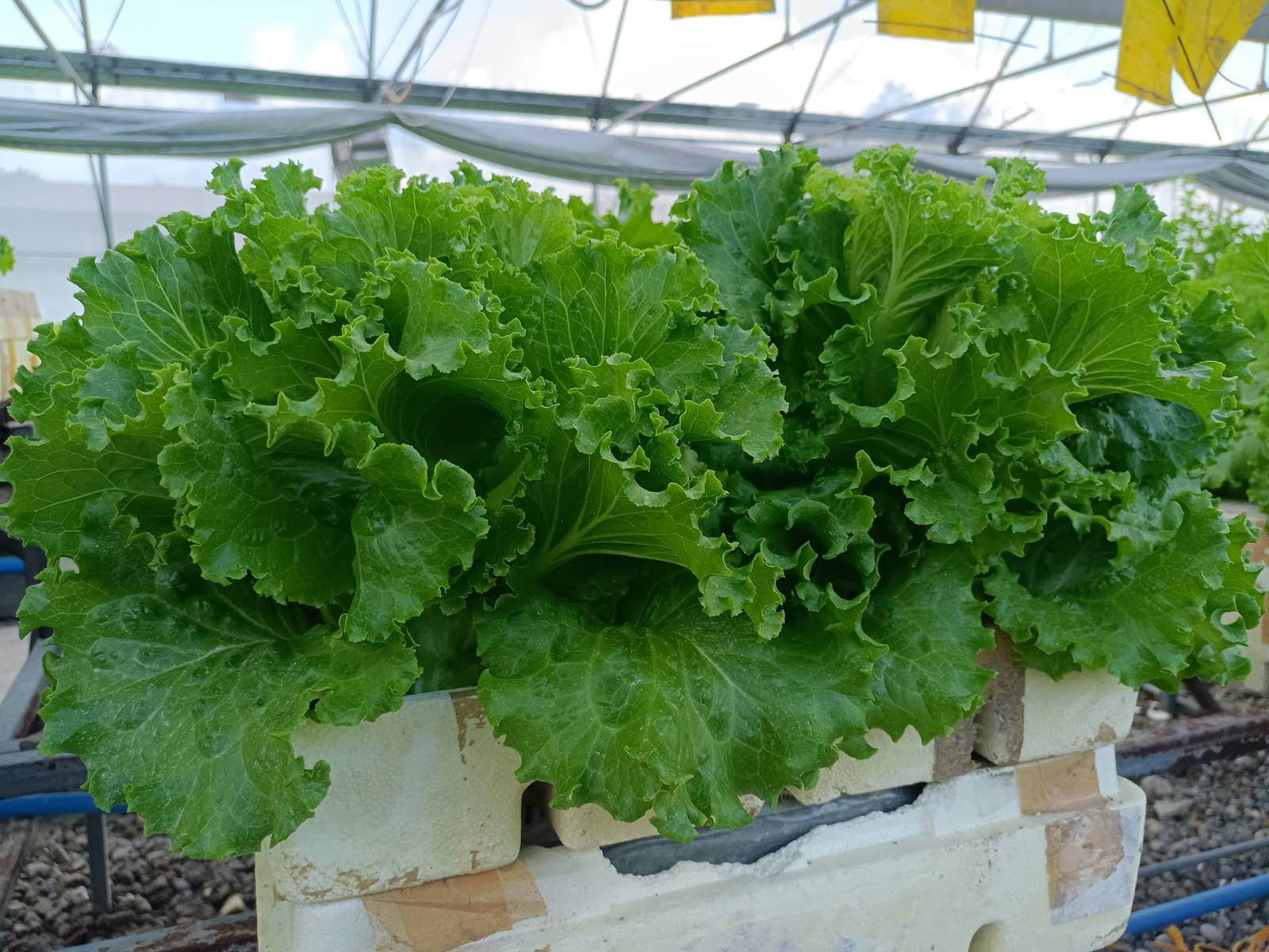Hydroponic Growbox for Kratky (Hobby) Starter kit for Beginner with net ...