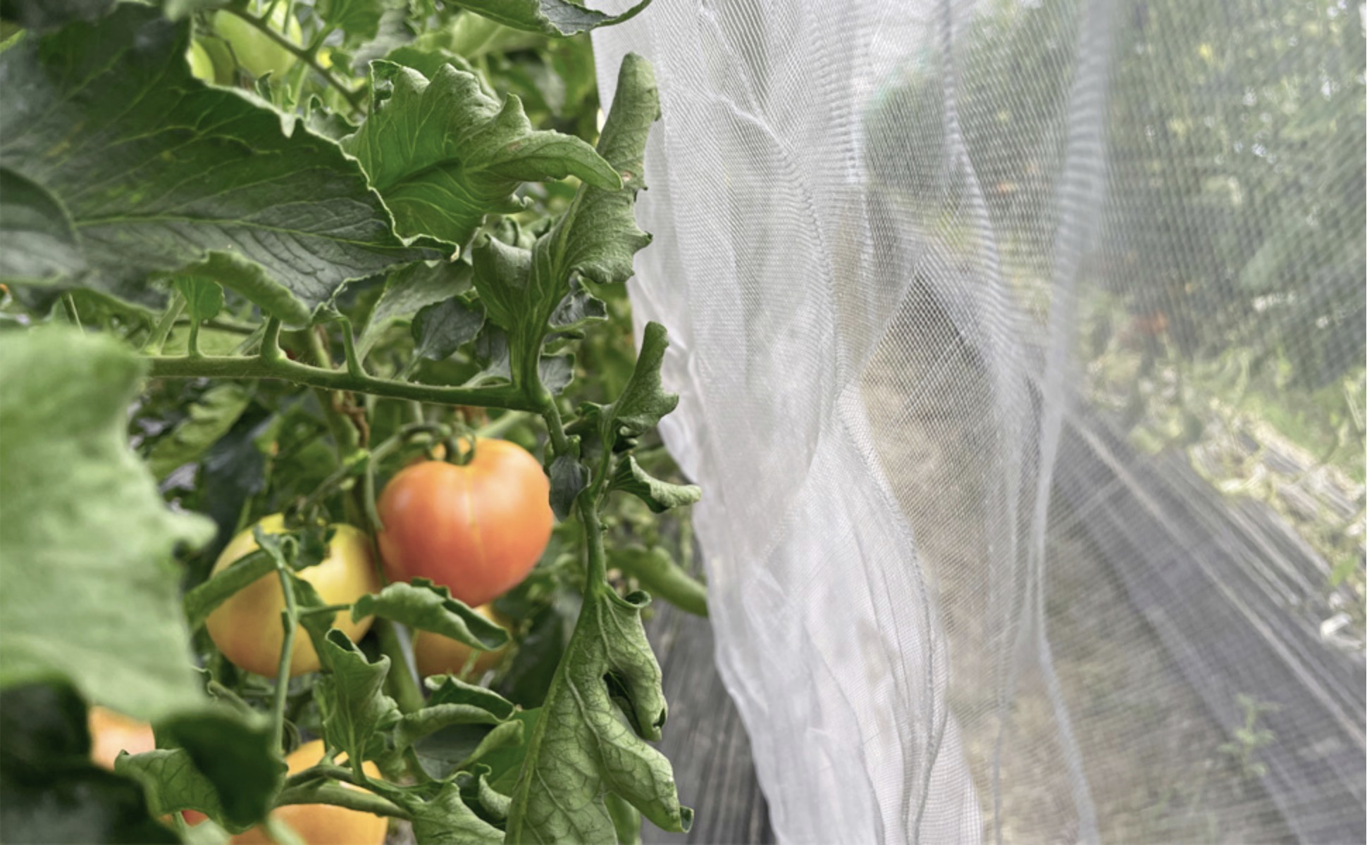 Thicken Garden net Insect net for greenhouse White Mosquito Net ...