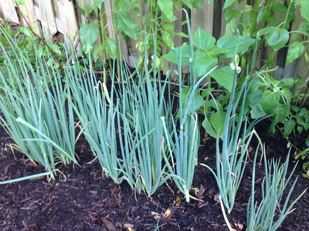 Buy 1 Take 1 SIBUYAS PLANT (Herbal Plant NOT Seeds) with FREE garden ...