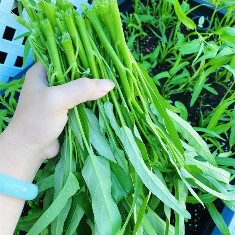 Chinese Kangkong Seeds （100seeds）/ Upland Kang kong / Water Spinach ...