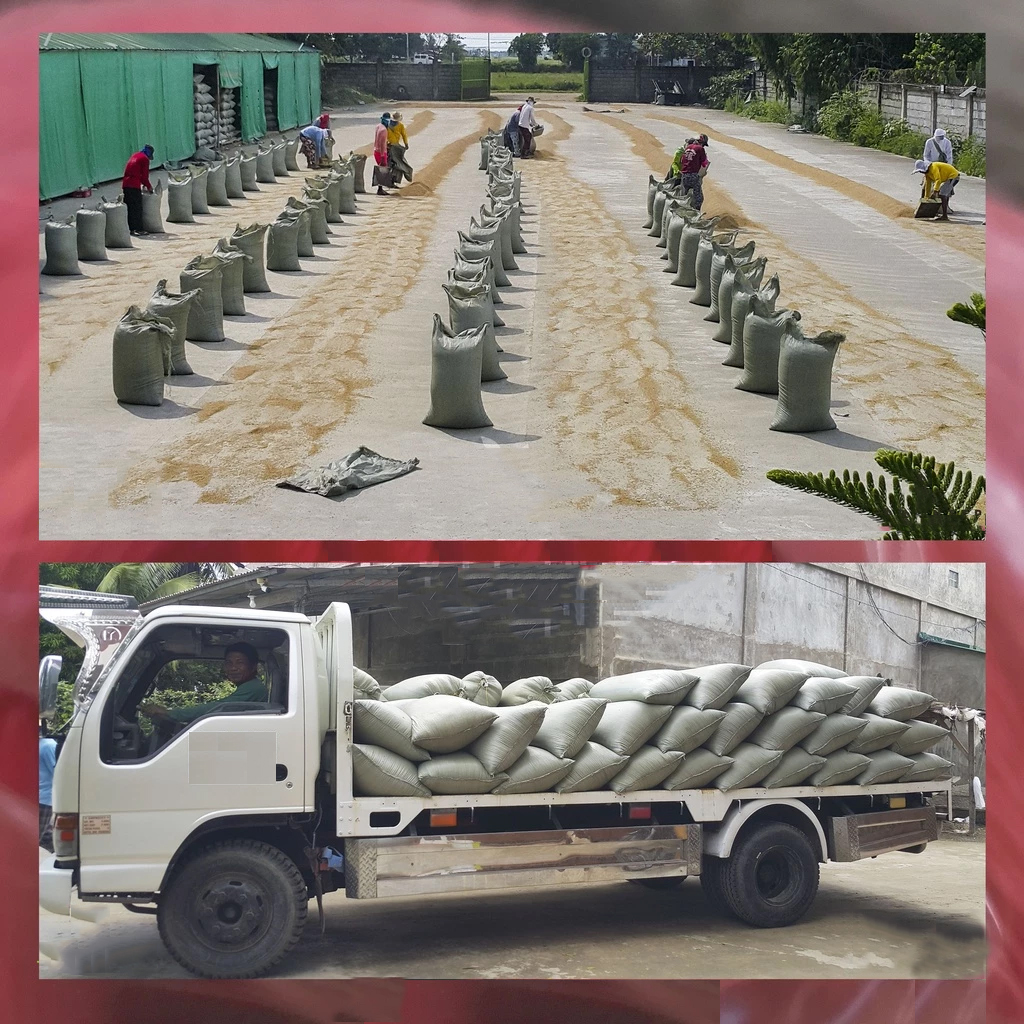 10PCS sako ng palay 50kg empty SAKO REAPER FOR PALAY/RICE/FEEDS/ICE ...