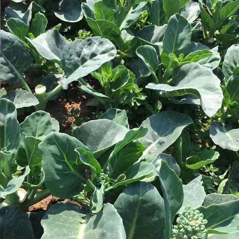 1pack-Choysum Seeds (600seeds ) /Tsoi Sum Seeds/CHOI SUM SEEDS/High ...