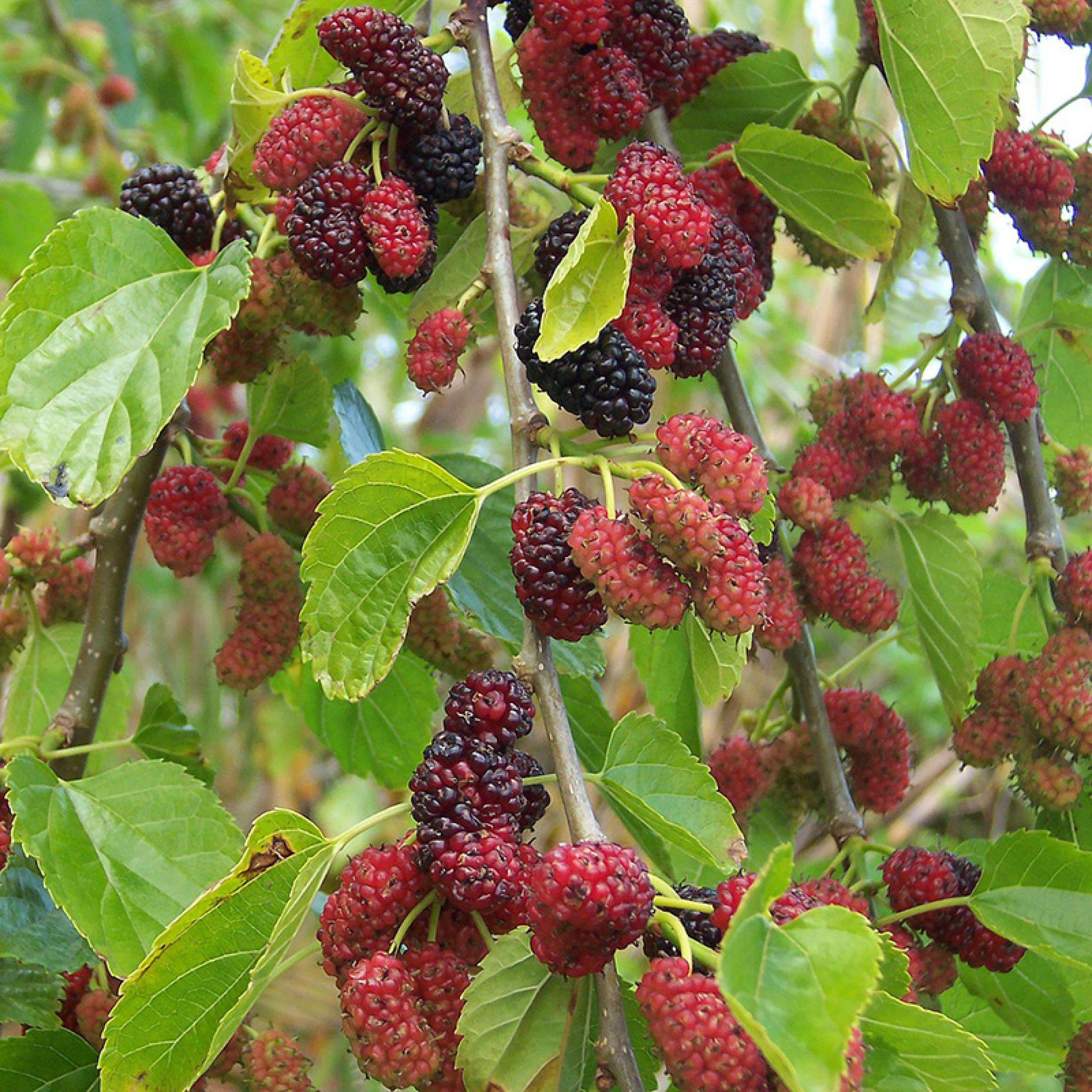 Fresh Mulberry Seeds for Planting (100 Seeds/pack) Rare Mulberry Bonsai ...