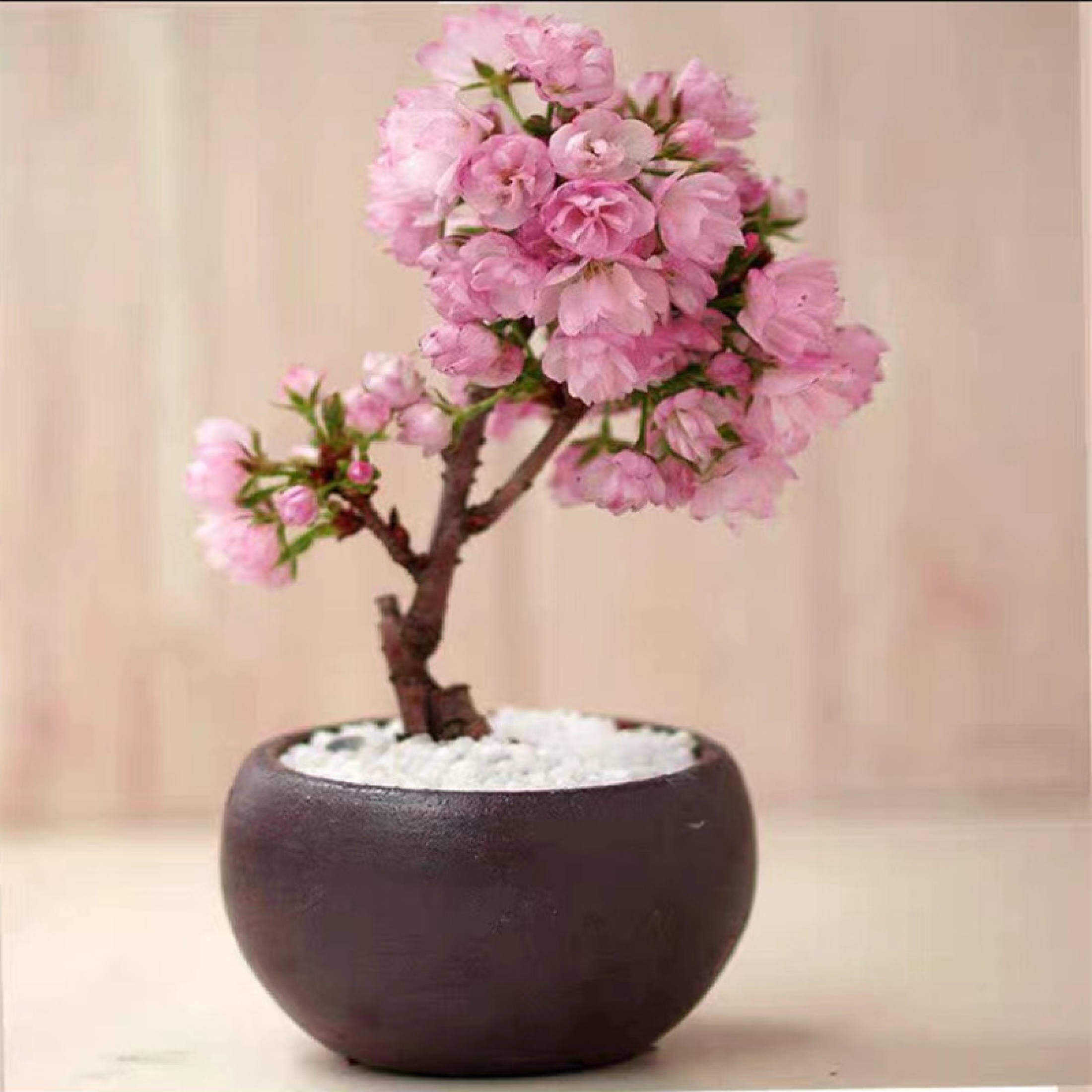 20Seeds/pack Bonsai Japanese Sakura Seeds Sakura Flowering Plants Seeds ...