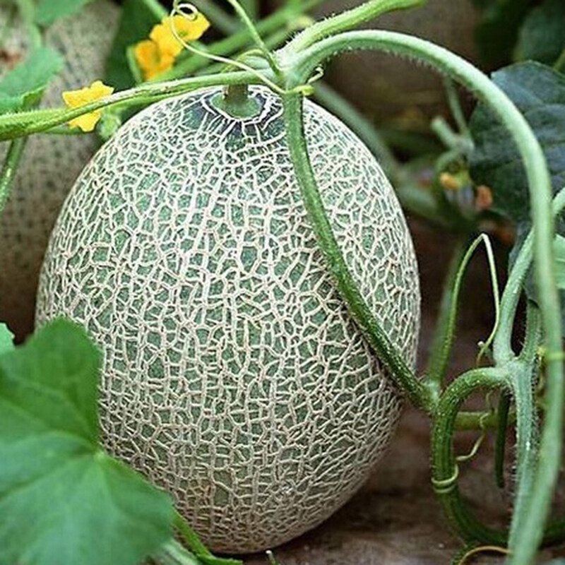 10pcs Hami Melon Seeds - Fruit Seeds for Planting - Hami Melon Seeds ...