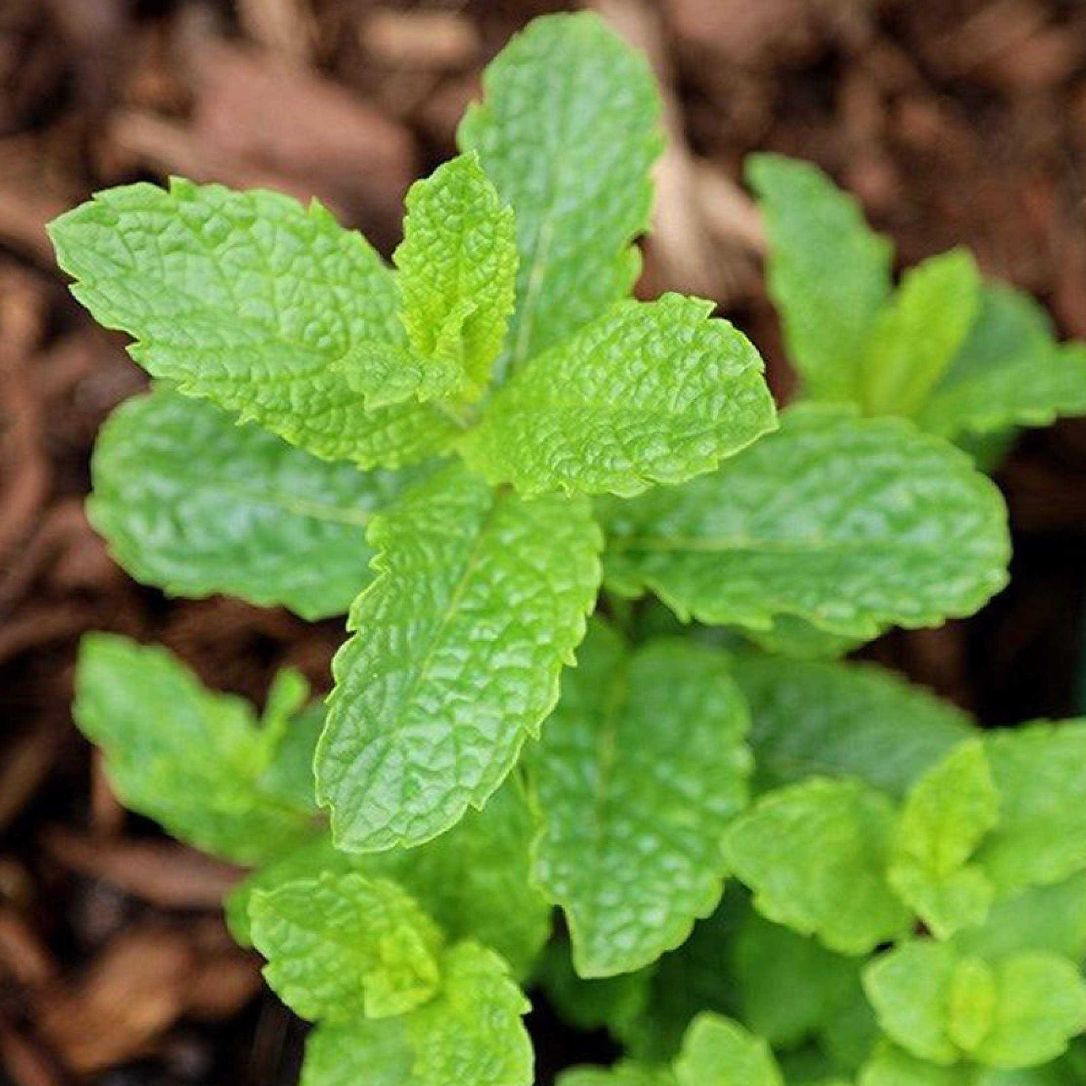 1500pcs/pack Edible Mint Seeds Peppermint Herbs Seeds for Planting and ...