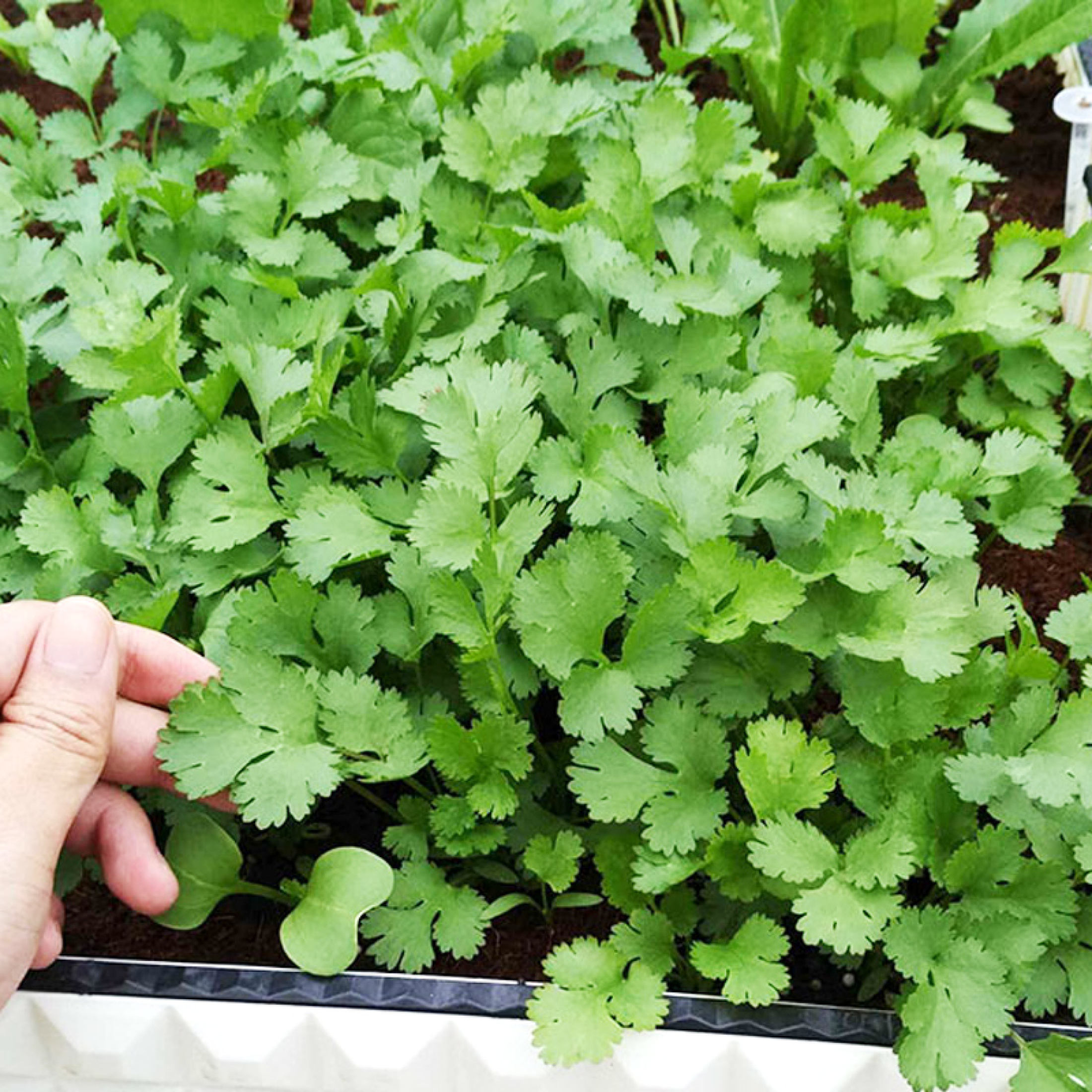 High Yield Heat Tolerant Coriander Seeds for Planting Vegetables (Fast ...