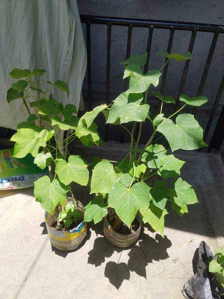Buy 1 Take 1 TUBA TUBA PLANT (NOT Seeds) with FREE garden soil. Real ...