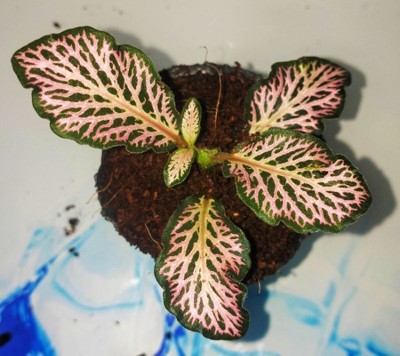 Fittonia Pink Tiger /Fittonia Holland Variety | Shopee Philippines
