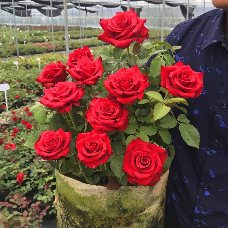 100Seeds Red Rose Seeds for PlantingGardening Bonsai Fragrant Red Rose ...