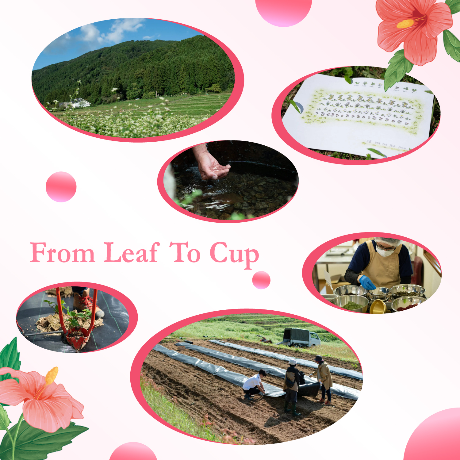 Sipster Hibiscus Tea Organic -100 Tea Bags | Organic Herbal Tea From ...