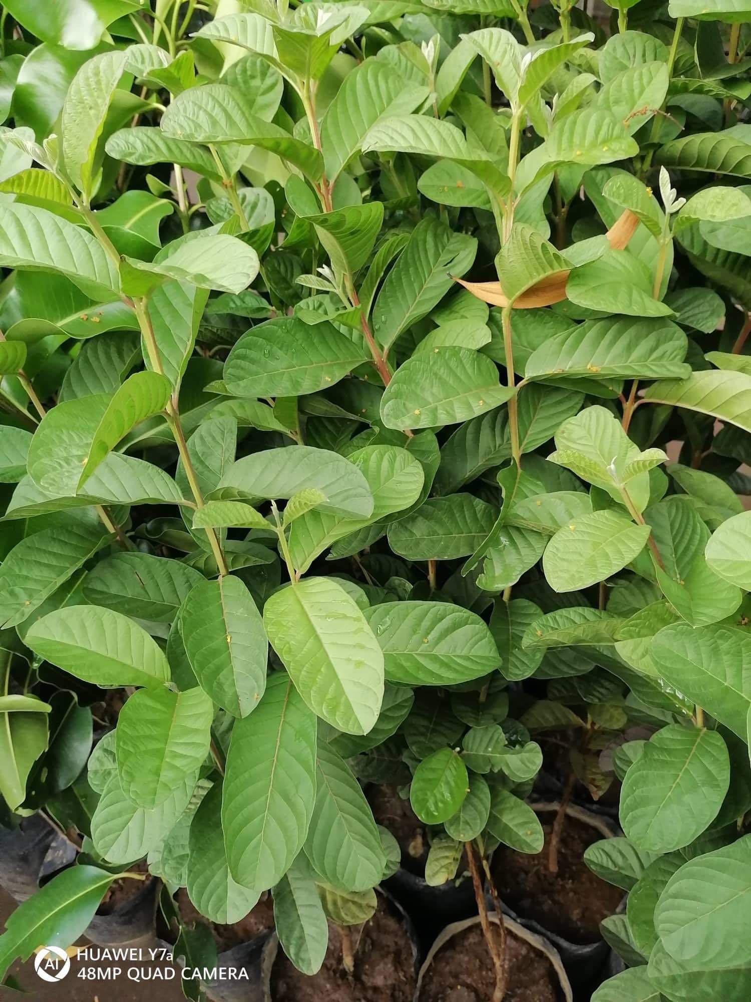 GUAPPLE MARCOTTED BUY 1 TAKE 1 SEEDLINGS | Shopee Philippines