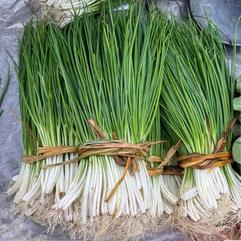 200PCS/BAG Dahon ng Sibuyas Seeds - Fragrant Onion Leaves, Cut-and-Come ...