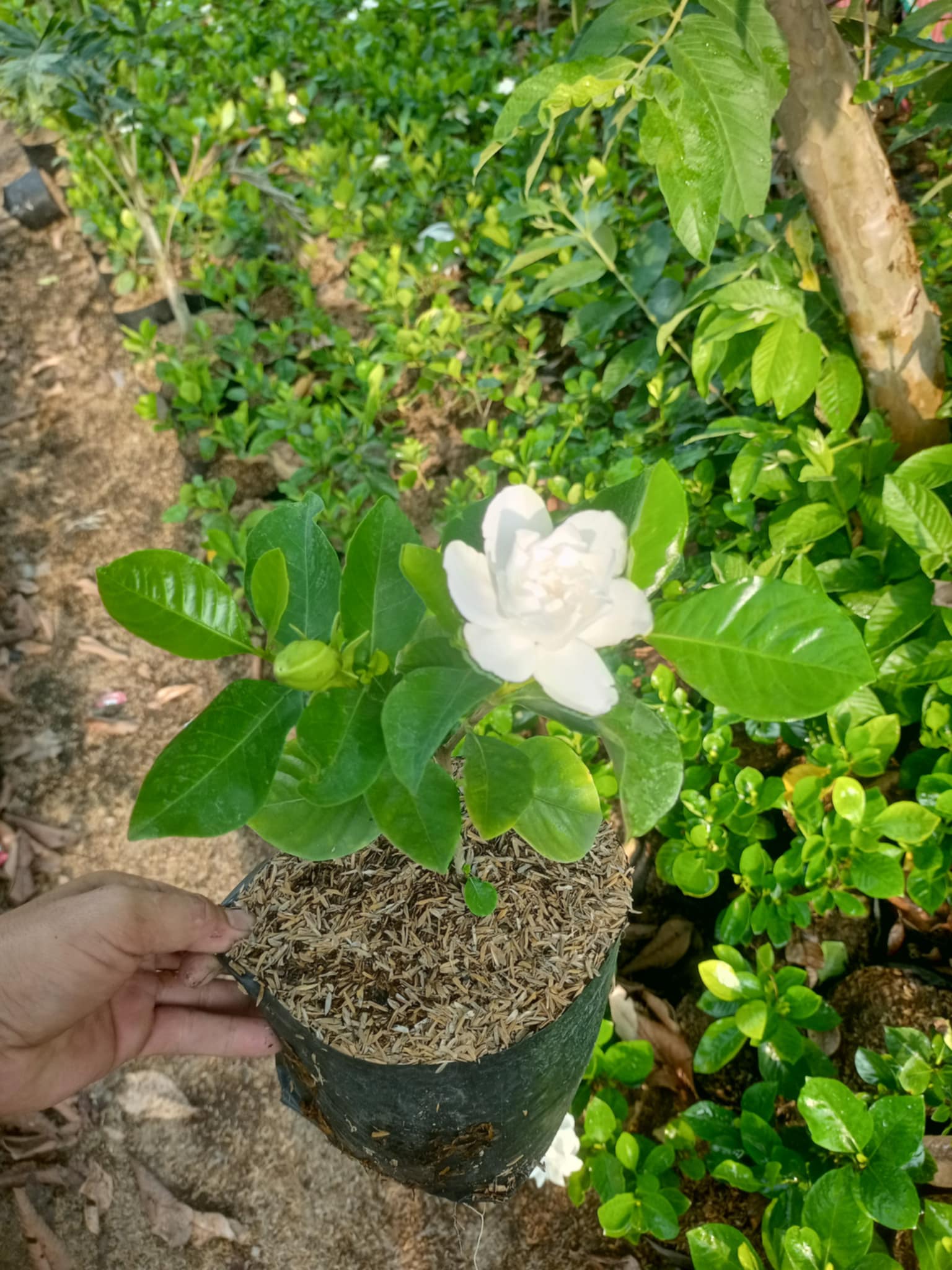 Green Rosal I With Flowers and Buds I Mabango I Fully Rooted | Shopee ...