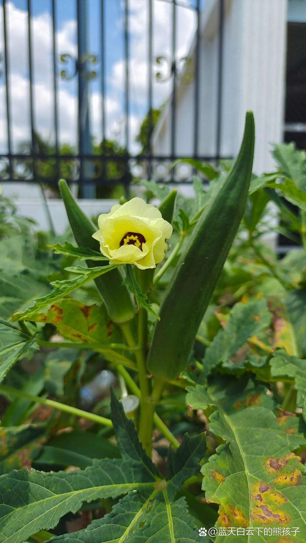 50 Seeds/pack HYBRID OKRA SEEDS-OKRA VEGETABLE SEEDS/Smooth Green ...