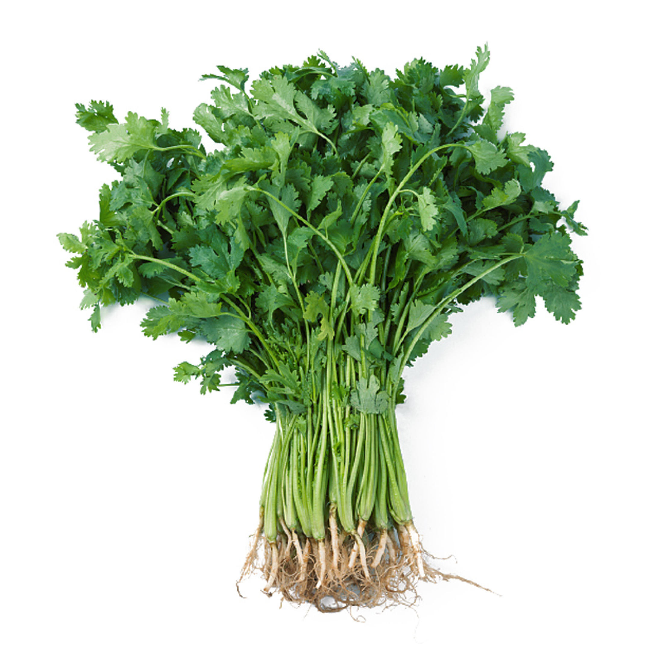 CILANTRO/CORIANDER/WANSOY (100 pcs seeds) - HERBS/EASY TO PLANT/HIGH ...