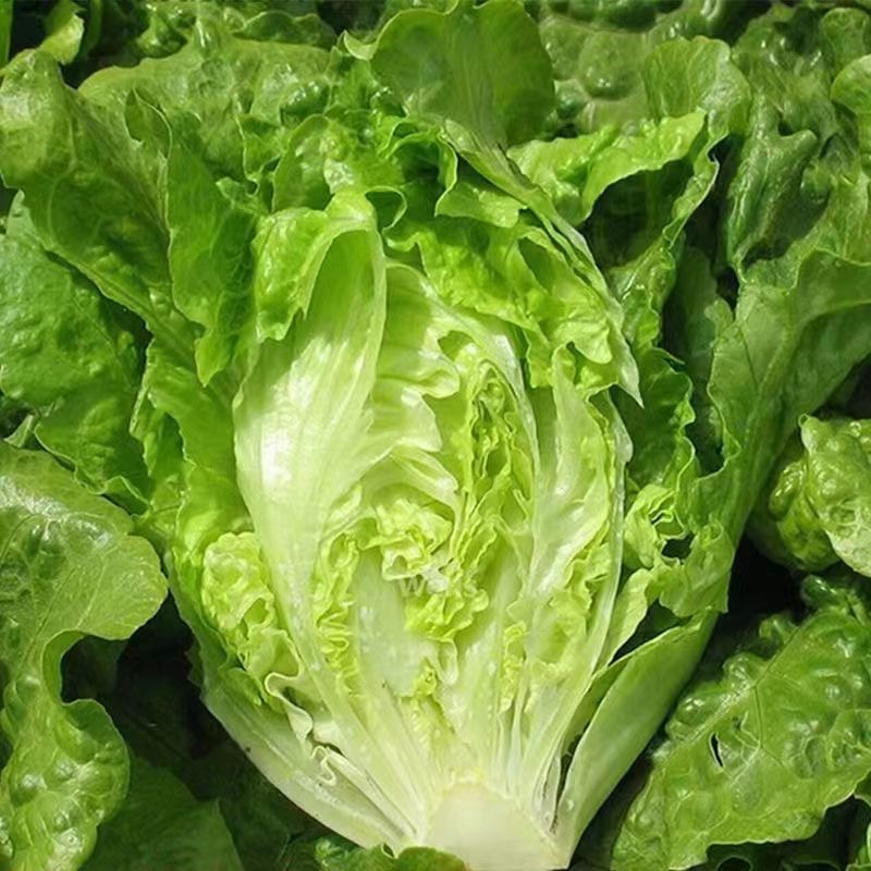 Olmetie RZ Green Batavia Lettuce by RIJK ZWAAN (50, 100 & 200 pelleted ...