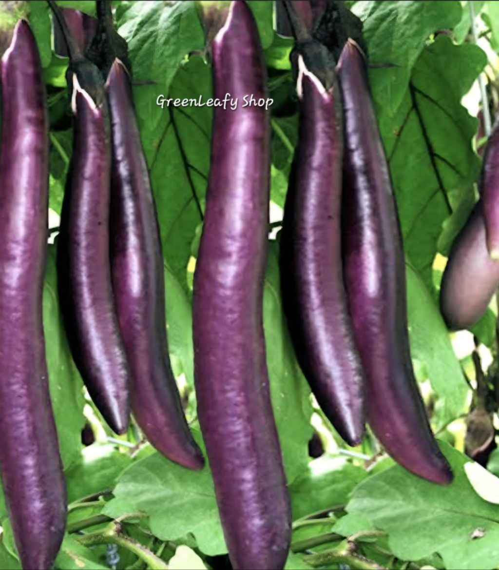 FORTUNER F1 EGGPLANT East West Seeds "Talong Haba" Hybrid Vegetable ...