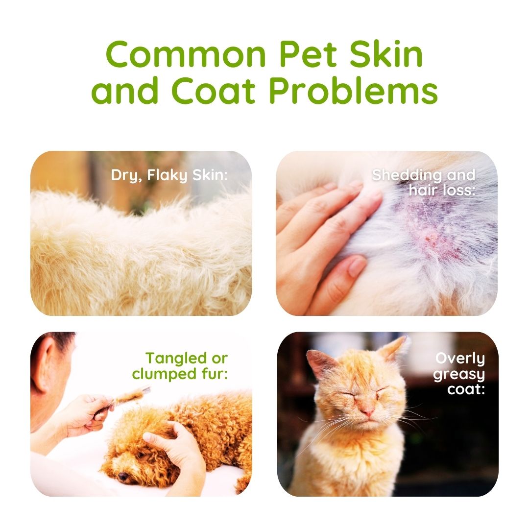 Petcher Pet Care 3 in 1 Bundle Madre De Cacao Pet Care Shampoo and ...