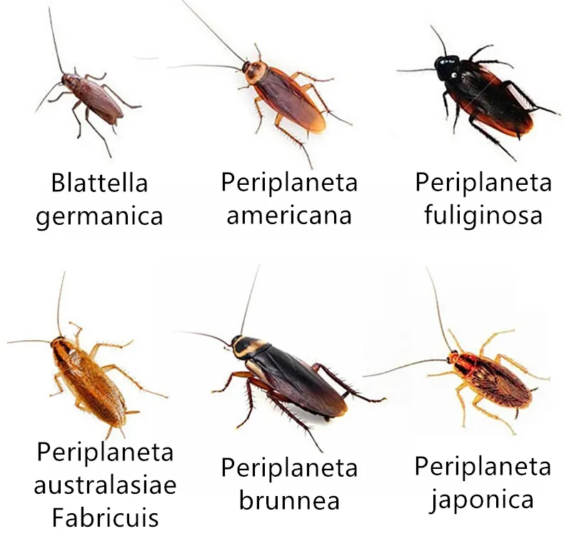 12PCS Japan Cockroach Gel Cockroach Killer home cockroach bait Insect ...