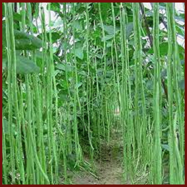 SITAW SEEDS 1 METER LONG (STRING BEANS) | Shopee Philippines