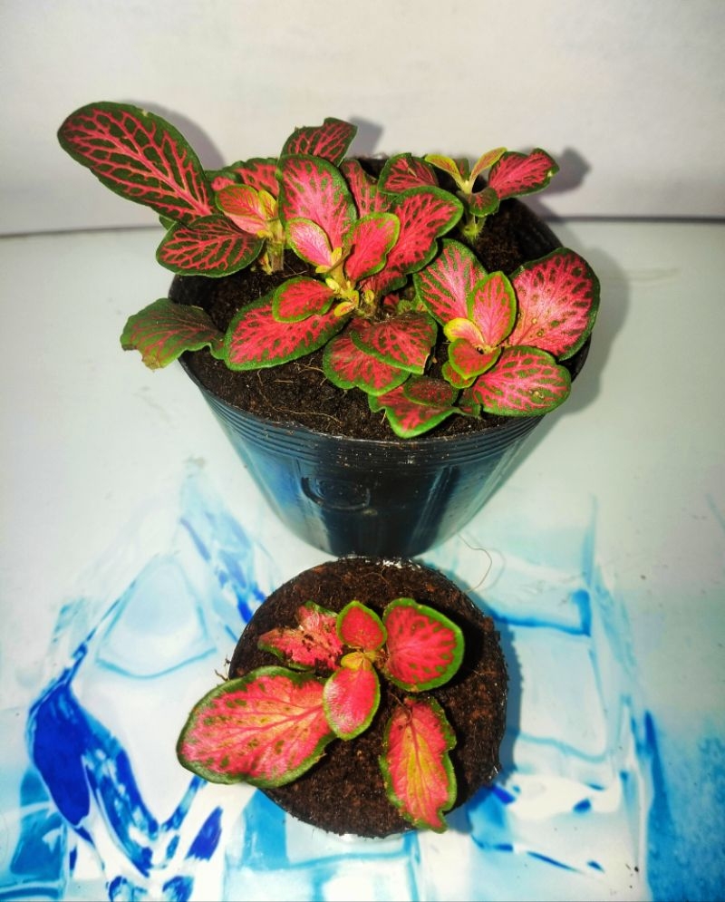 Fittonia Jungle Flame (ESTABLISHED) | Shopee Philippines