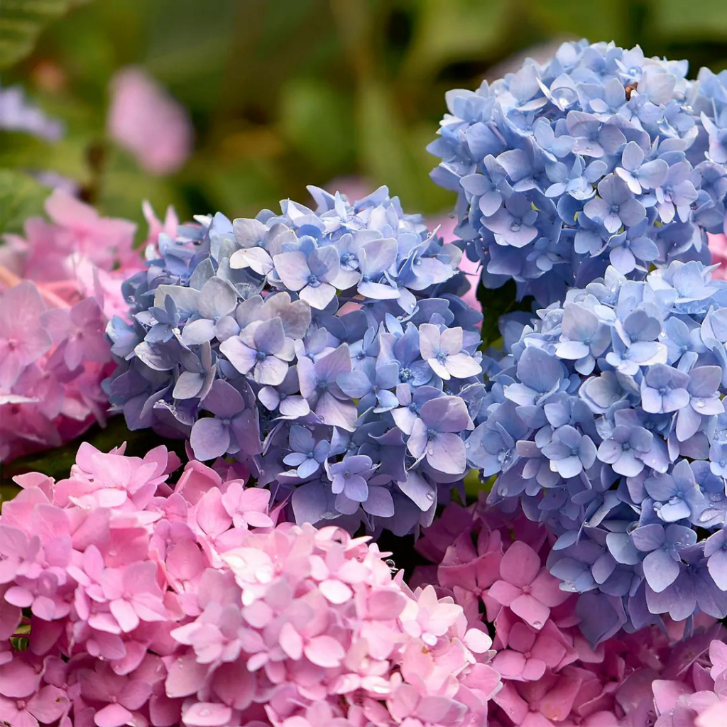 (20 Seeds) Mixed Hydrangea Bonsai Seeds - Potted Ornamental Plants ...