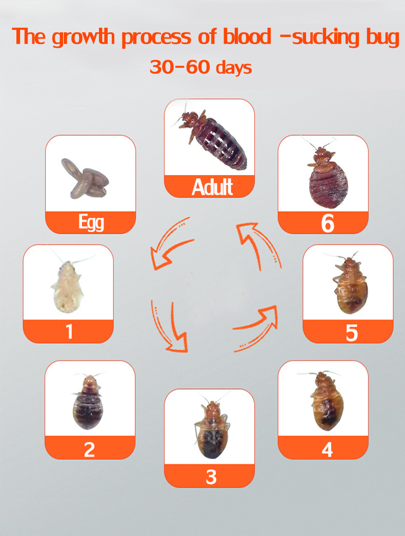 bed bug killer spray 500ML harmless to human body bedbug surot killer ...