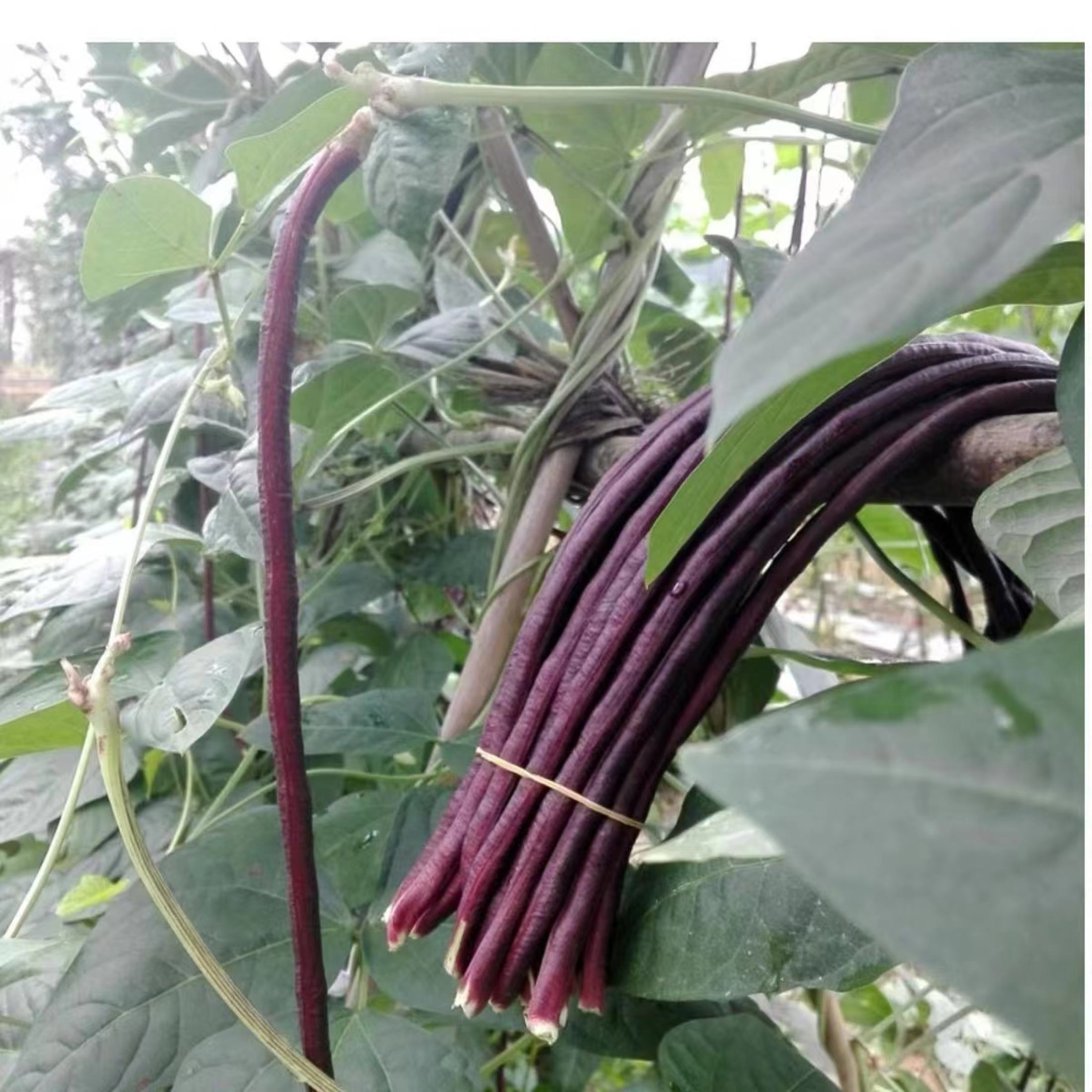 RED SITAO SEEDS - ( 20 seeds/pack)Red Long Beans Sitao Vegetable Seeds ...