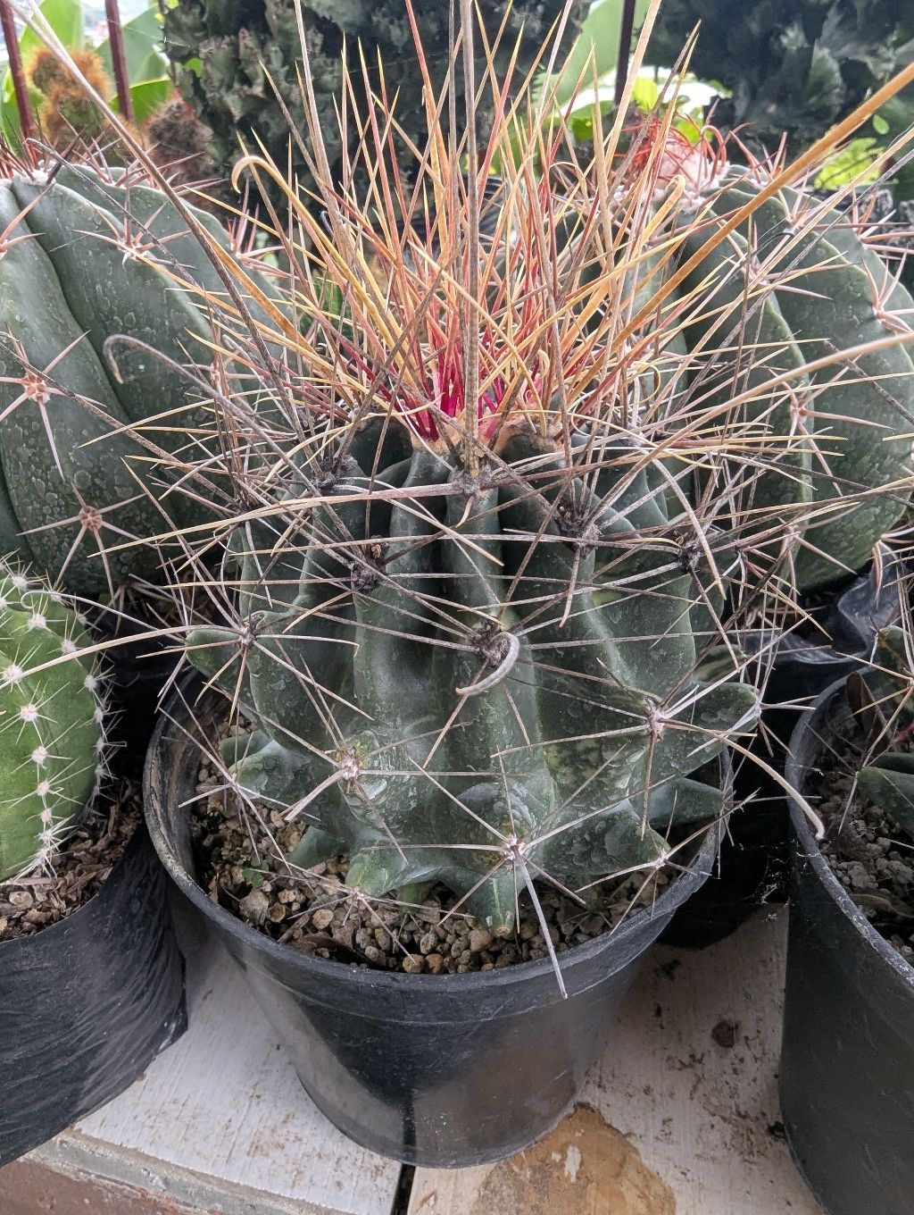 Ferocactus Hamacathanthus Semi Big Pots Rare | Shopee Philippines