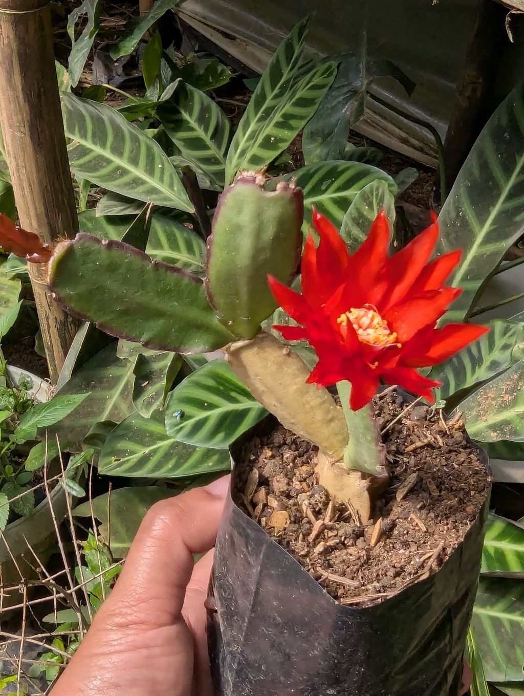 Red Easter Cactus | Small Pots | Cactus & Succulents | Beautiful Red ...
