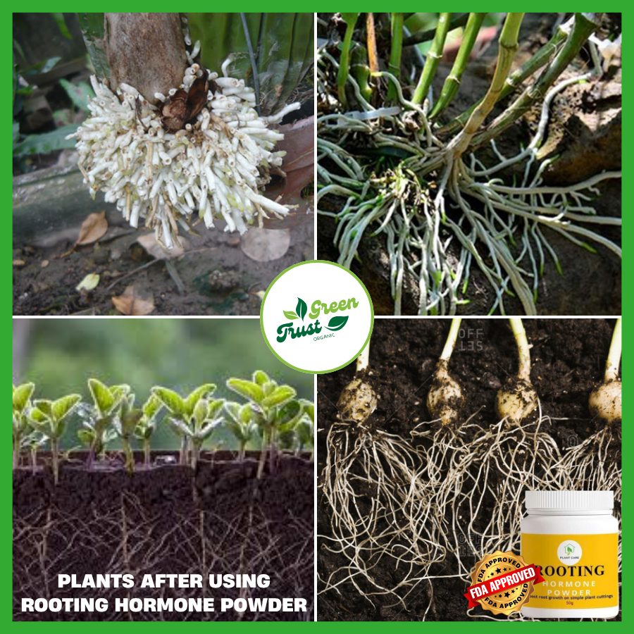 [HOT] Rooting Horme Powder 50G - Special Fast Rooting Stimulant Powder ...