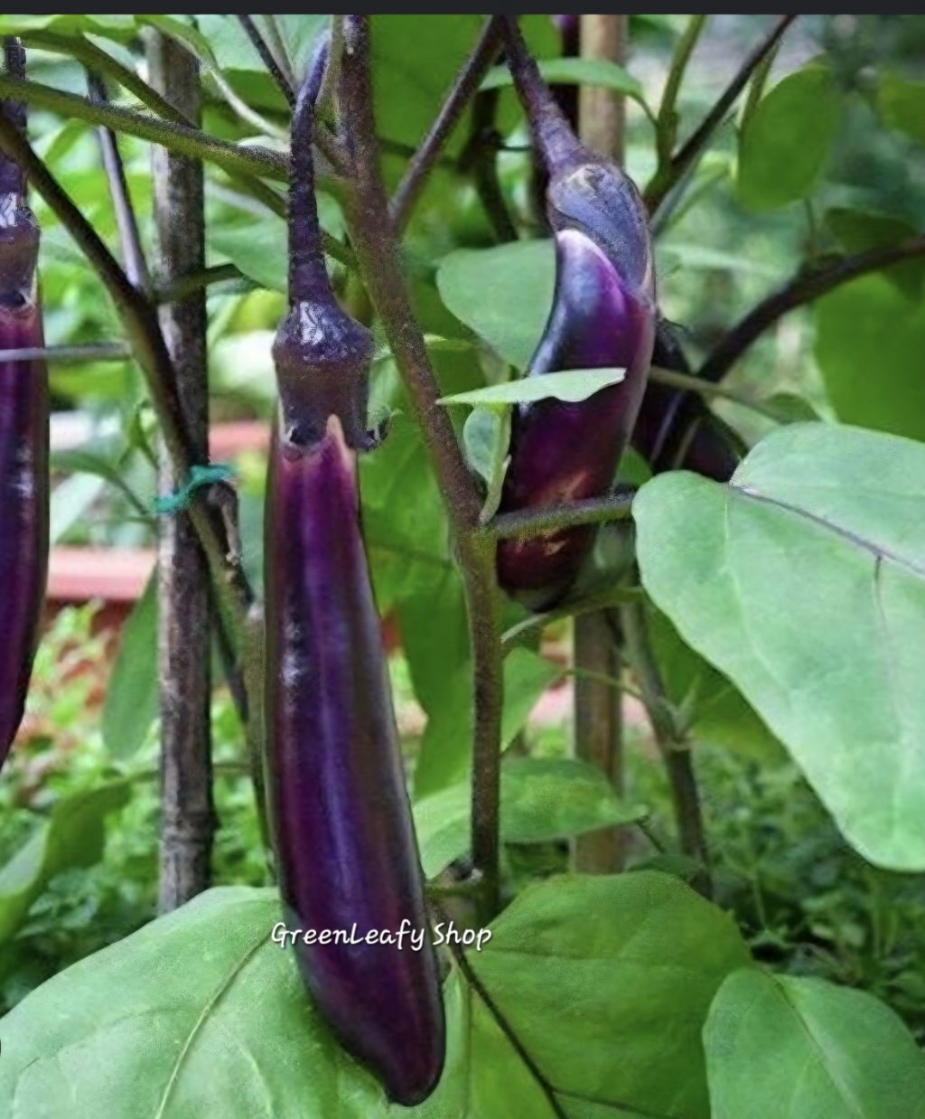 FORTUNER F1 EGGPLANT East West Seeds "Talong Haba" Hybrid Vegetable ...
