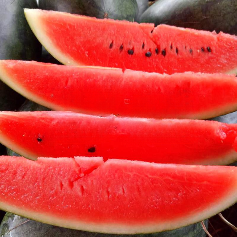 Giant Black Beauty Watermelon Seeds for Planting-Sweet Watermelon Fruit ...