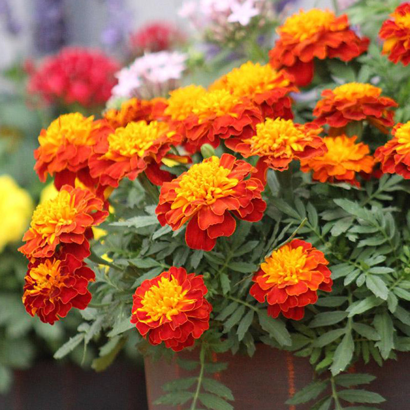 150PCS+/PACK Organic Marigold Flower Seeds - Vibrant Blooms, Heat ...