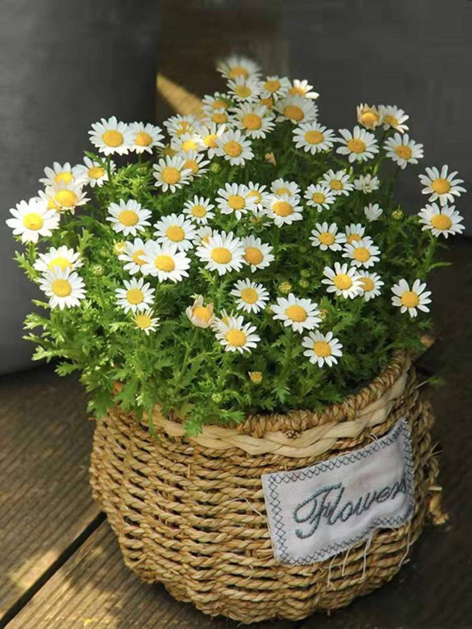 Dwarf Daisy Flower Seeds - 1000+ Compact Variety Low Water Needs ...