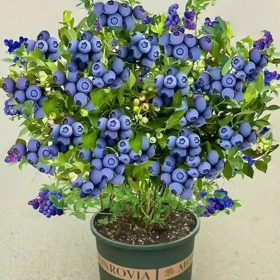 20seeds Blueberry Seeds for Planting Fruits Organic Fresh Fruit Seeds ...