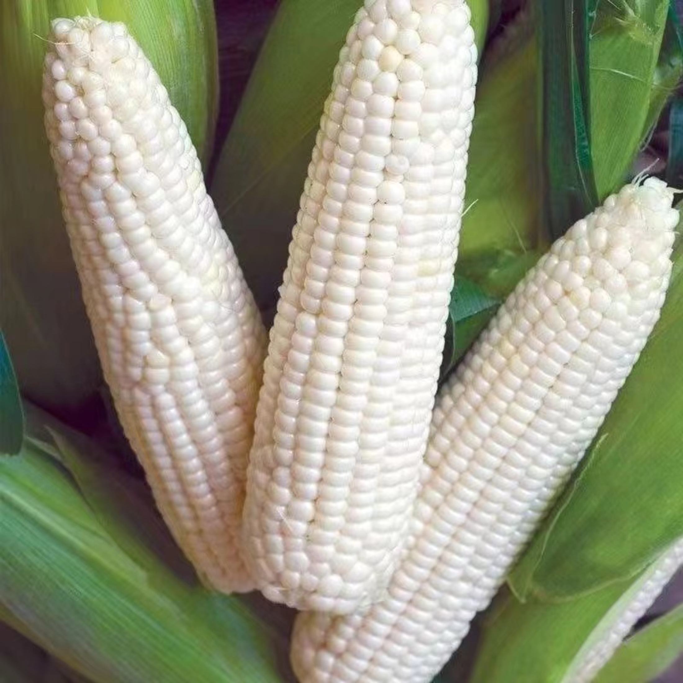 Sweet Glutinous White Corn Seeds - (20seeds) WHITE LAGKITAN CORN/Waxy ...
