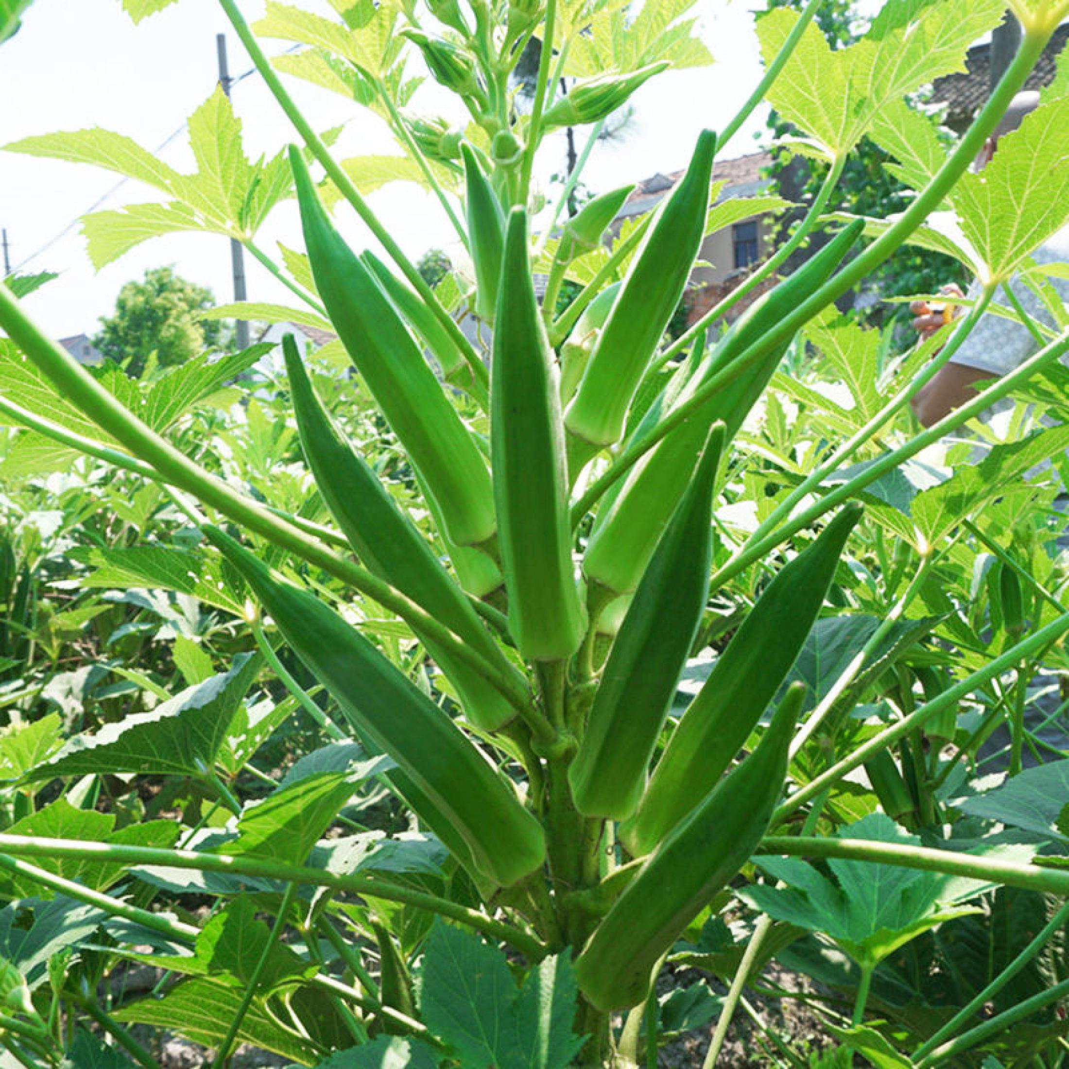50 Seeds/pack HYBRID OKRA SEEDS-OKRA VEGETABLE SEEDS/Smooth Green ...