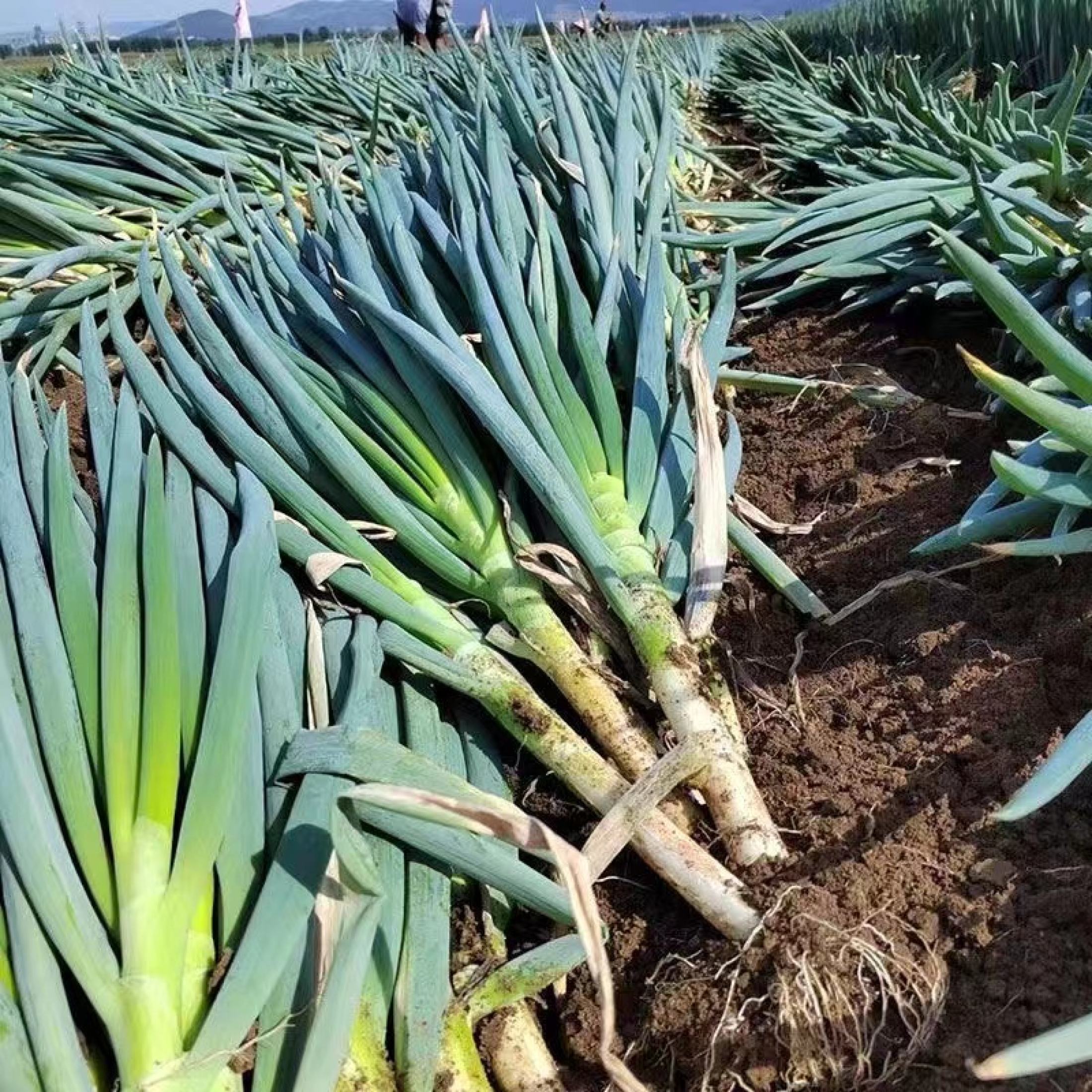 (500 SEEDS) DAHON NG SIBUYAS/BUNCHING ONION /JAKKOU VARIETY/EASY TO ...