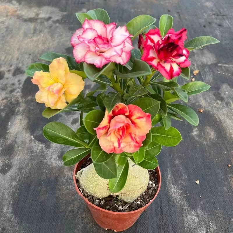 Adenium Double Petal Seeds（100seeds）High Germination Rate - Potted ...