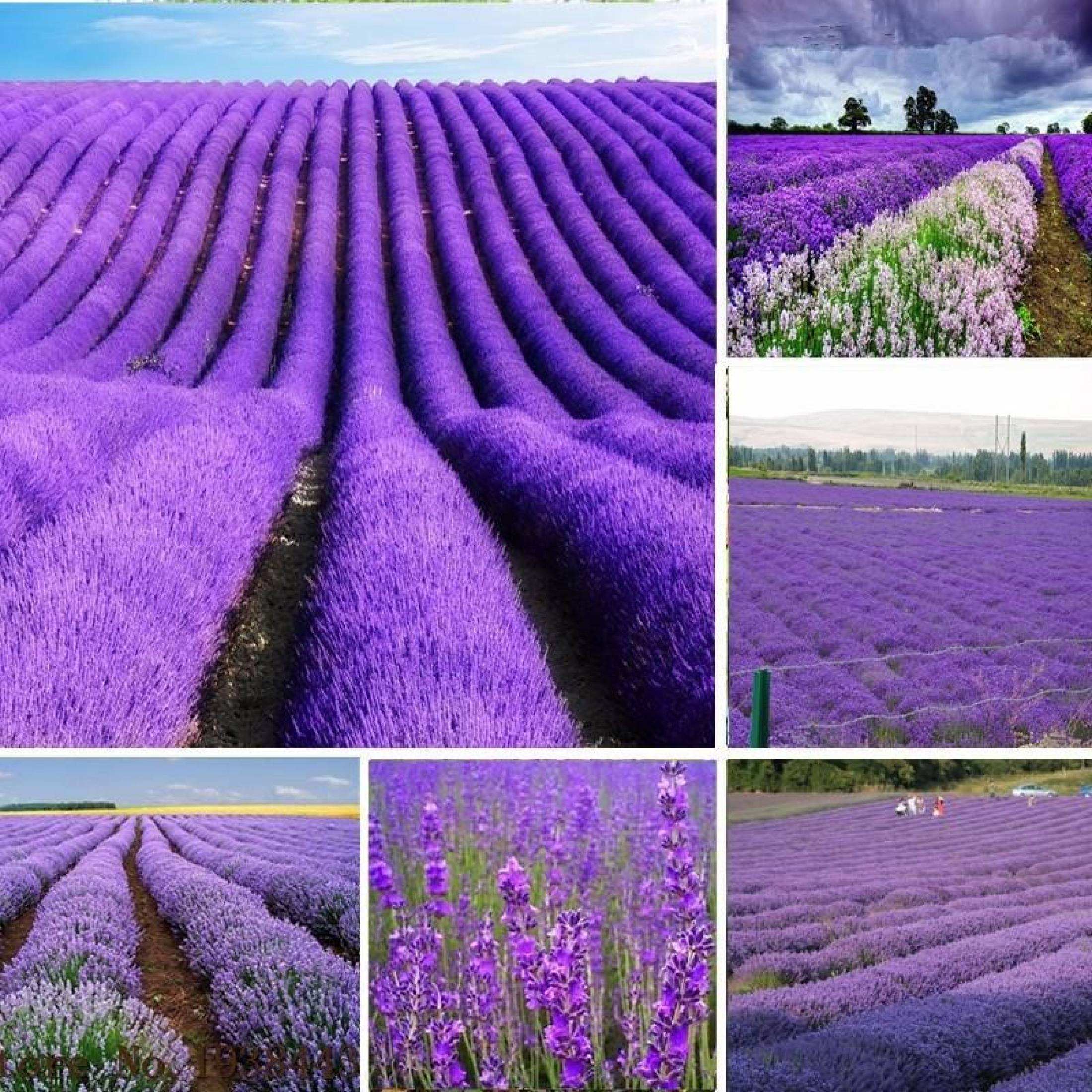 Lavender Lavandula Angustifolia Seeds (200 seeds) Planting Bonsai ...